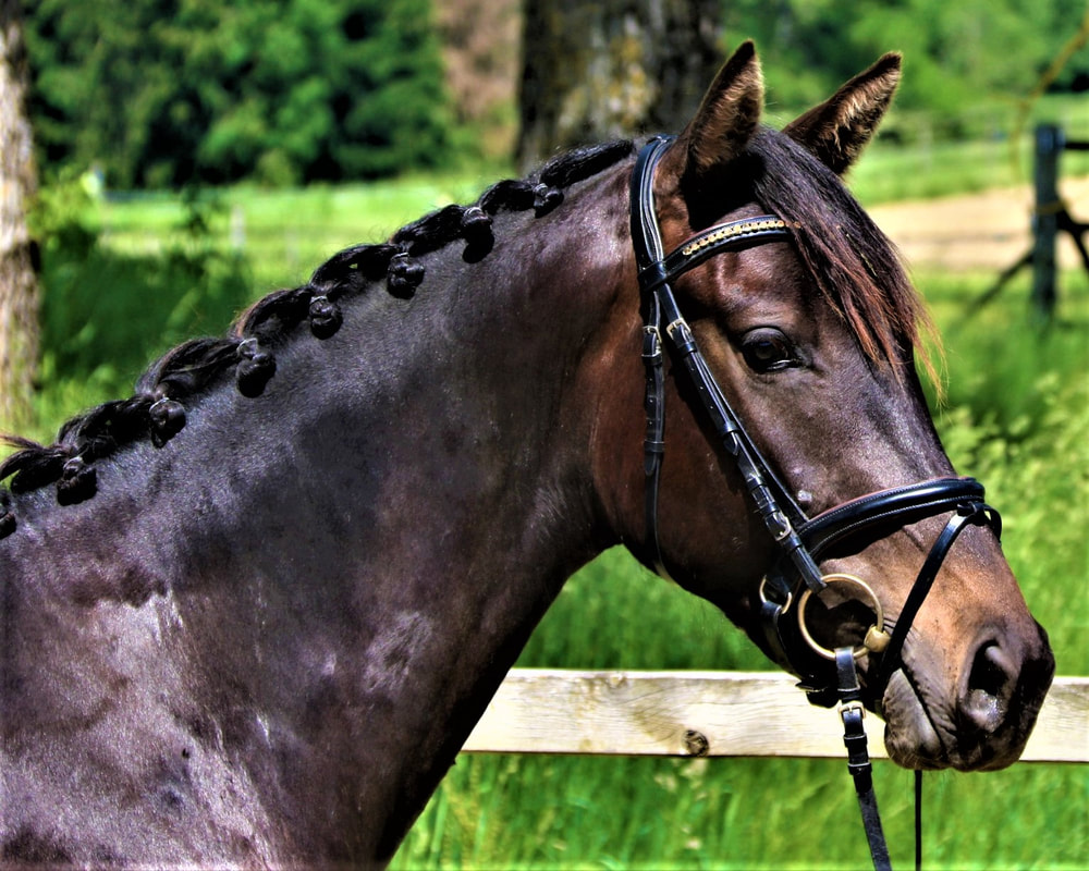 Springgezogene Sportpferde